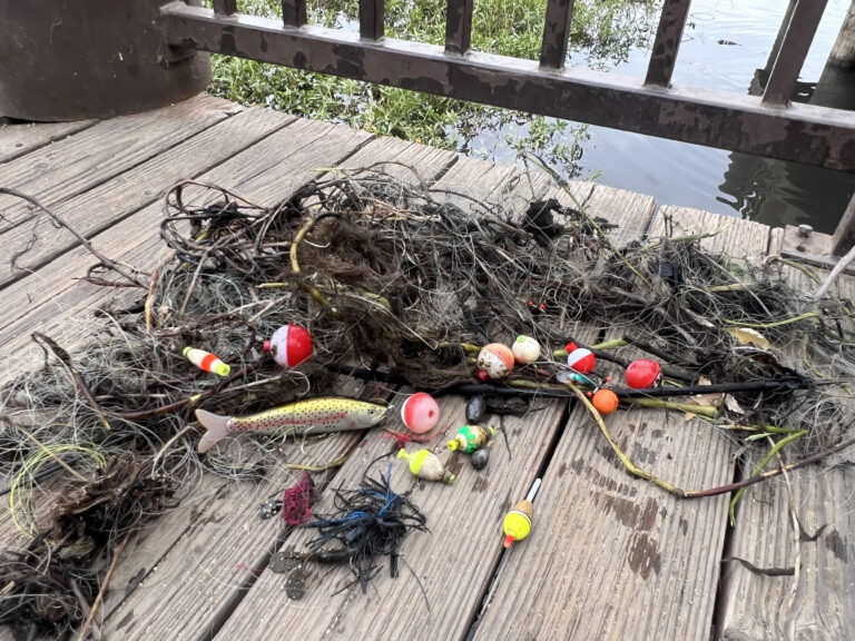 Waterbird Habitat Project – Sacramento Area Creeks Council